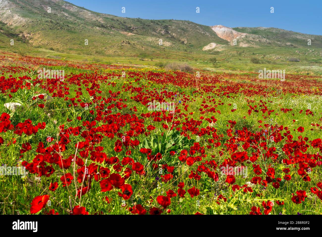 A field of red Crown Anemone wildflowers in the Jordan Valley, Israel ...