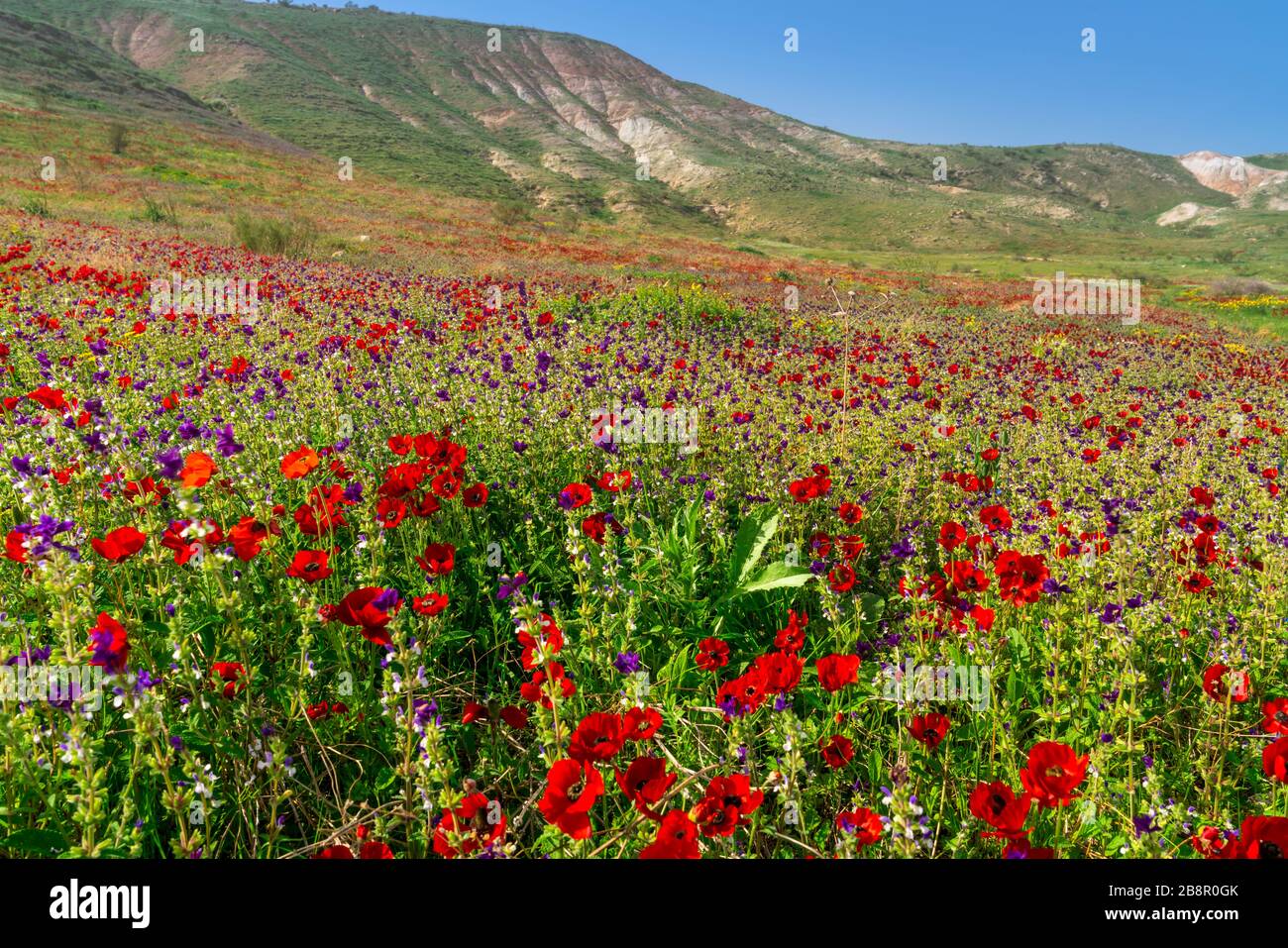 A field of red Crown Anemone wildflowers in the Jordan Valley, Israel ...