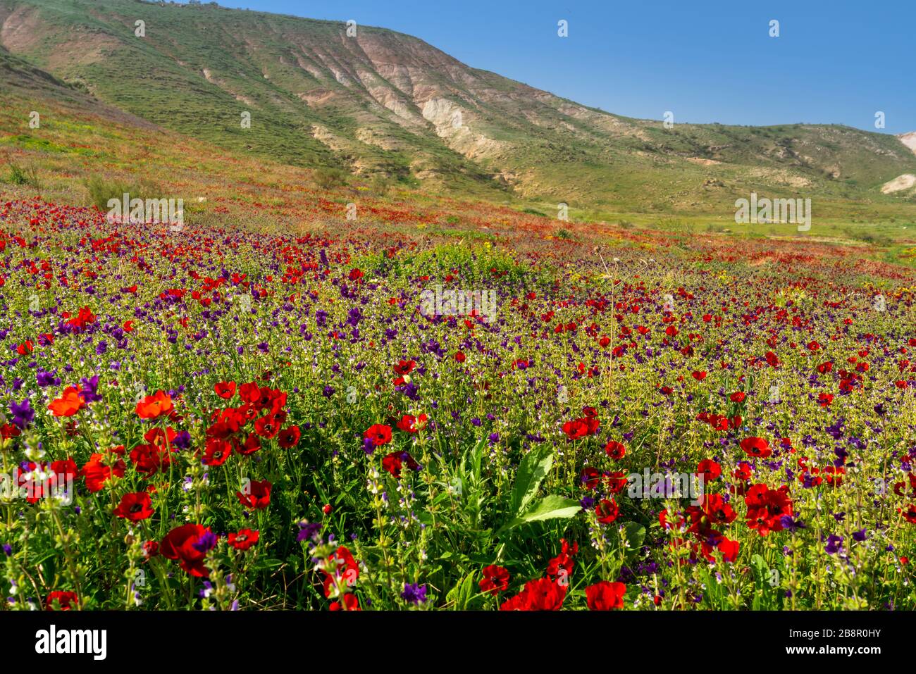 A field of red Crown Anemone wildflowers in the Jordan Valley, Israel ...