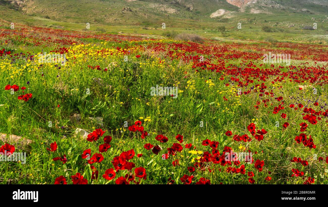 A field of red Crown Anemone wildflowers in the Jordan Valley, Israel ...
