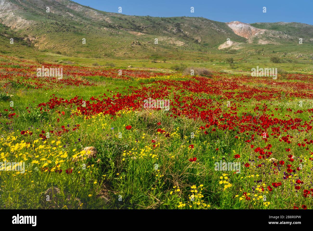 A field of red Crown Anemone wildflowers in the Jordan Valley, Israel ...
