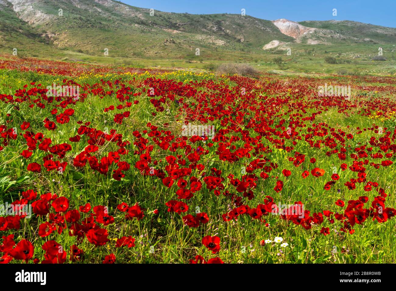 A field of red Crown Anemone wildflowers in the Jordan Valley, Israel ...