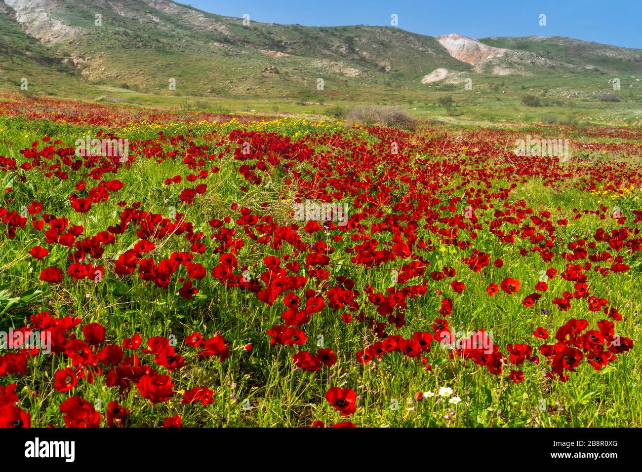 A field of red Crown Anemone wildflowers in the Jordan Valley, Israel ...