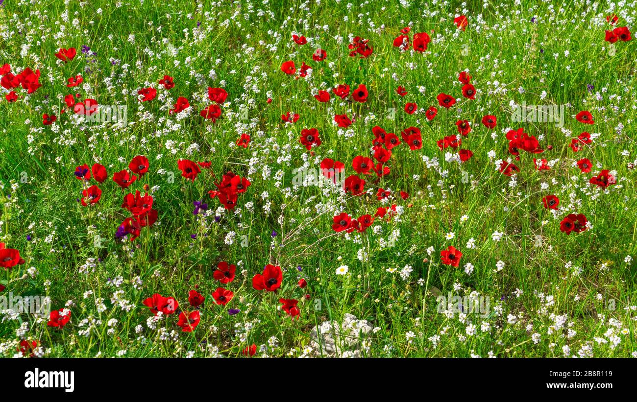 A field of red Crown Anemone wildflowers in the Jordan Valley, Israel ...