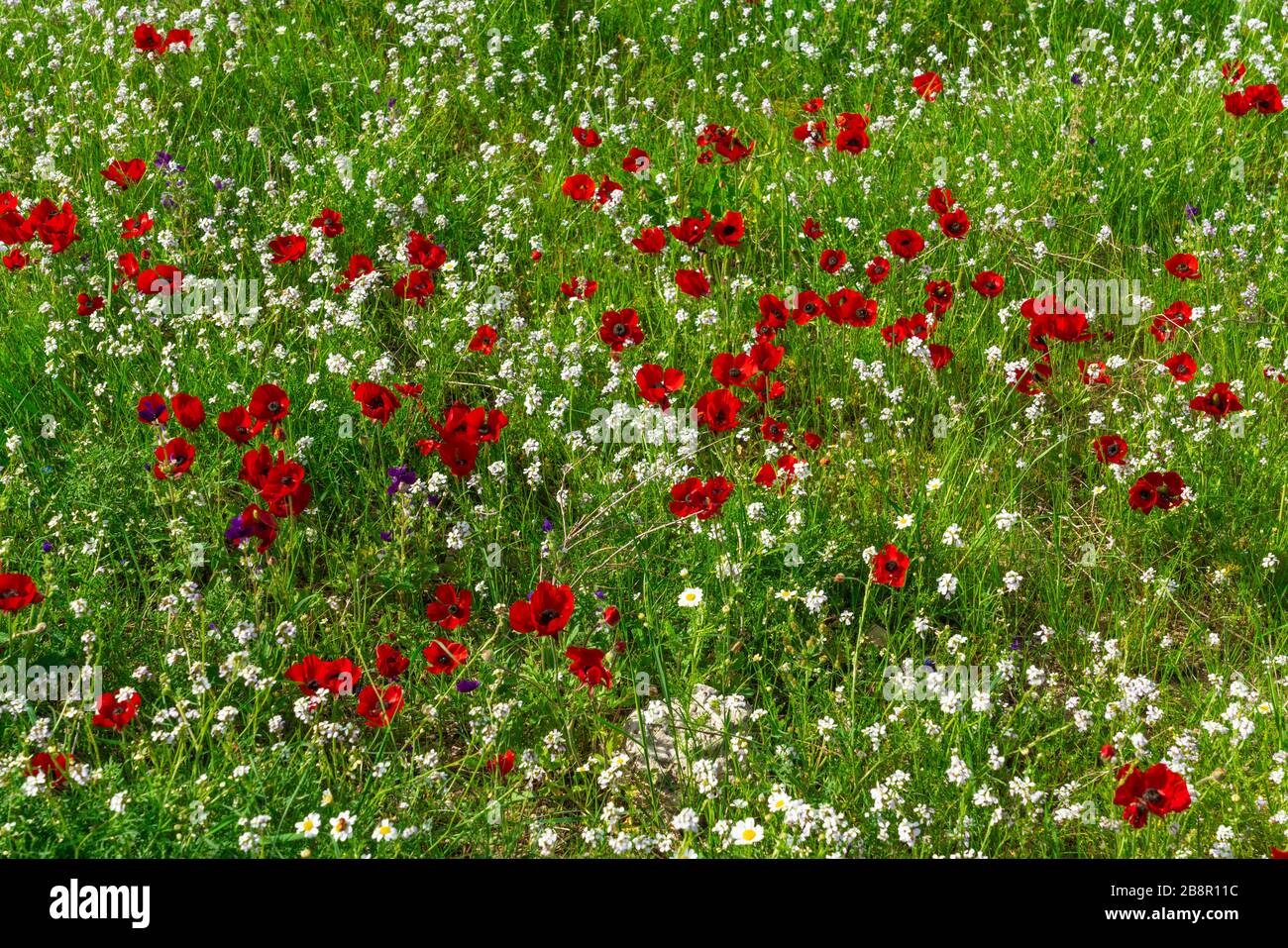 A field of red Crown Anemone wildflowers in the Jordan Valley, Israel ...
