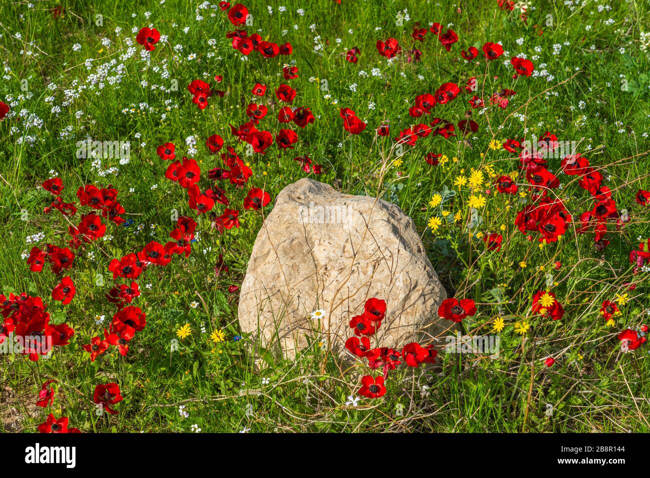 A field of red Crown Anemone wildflowers in the Jordan Valley, Israel ...