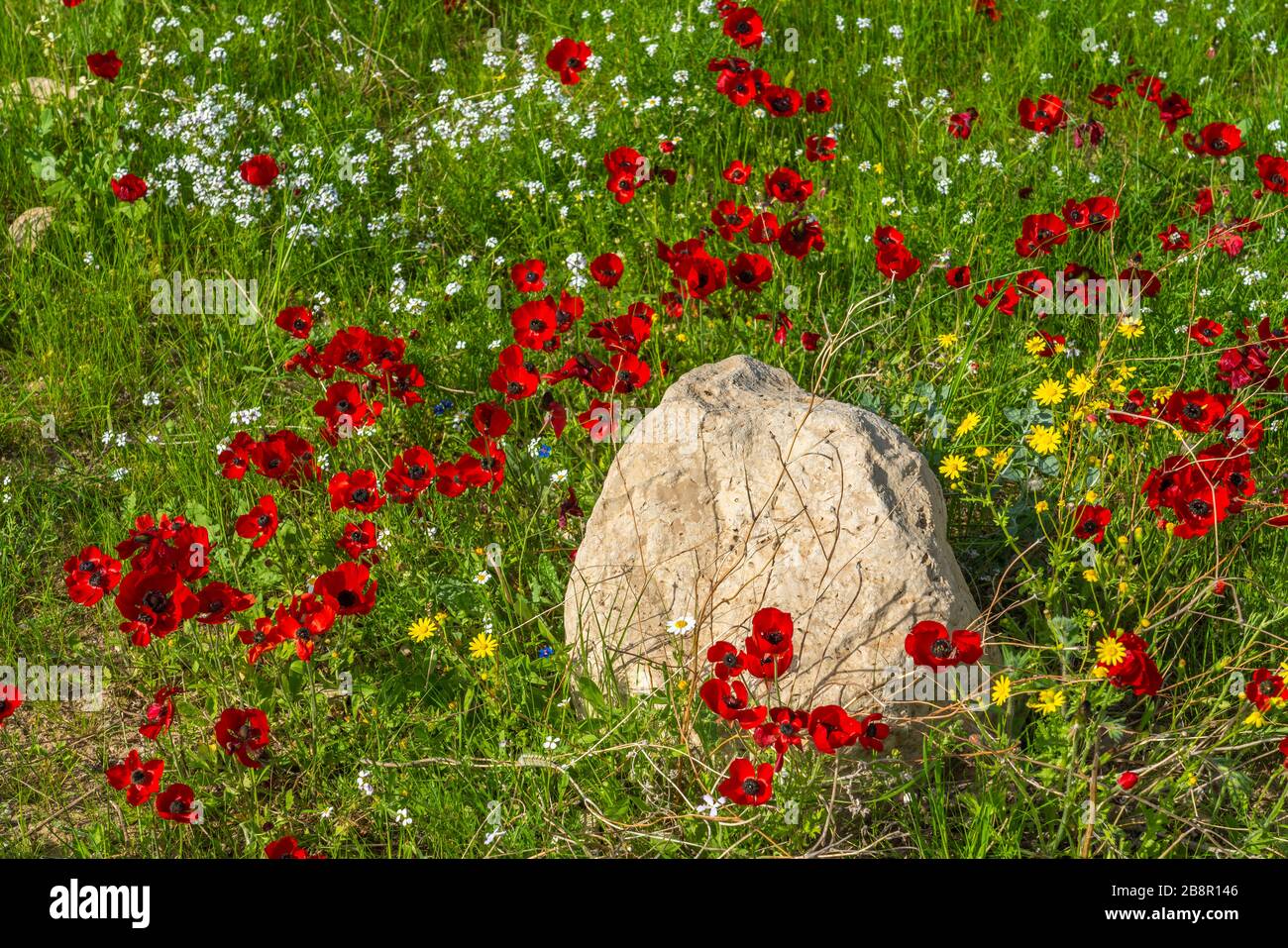 A field of red Crown Anemone wildflowers in the Jordan Valley, Israel ...