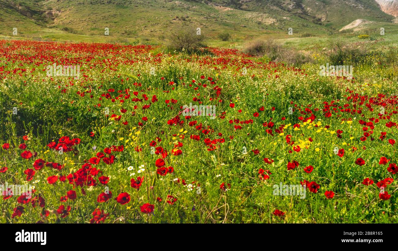 A field of red Crown Anemone wildflowers in the Jordan Valley, Israel ...