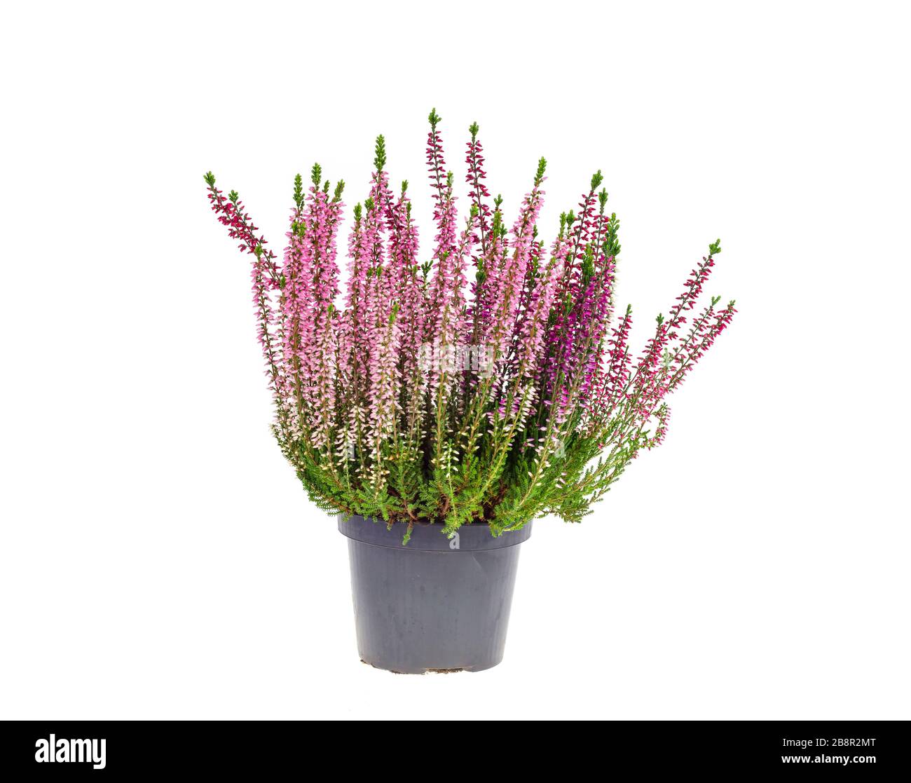 How To Trim A Heather Bush at Kevin Blankenship blog