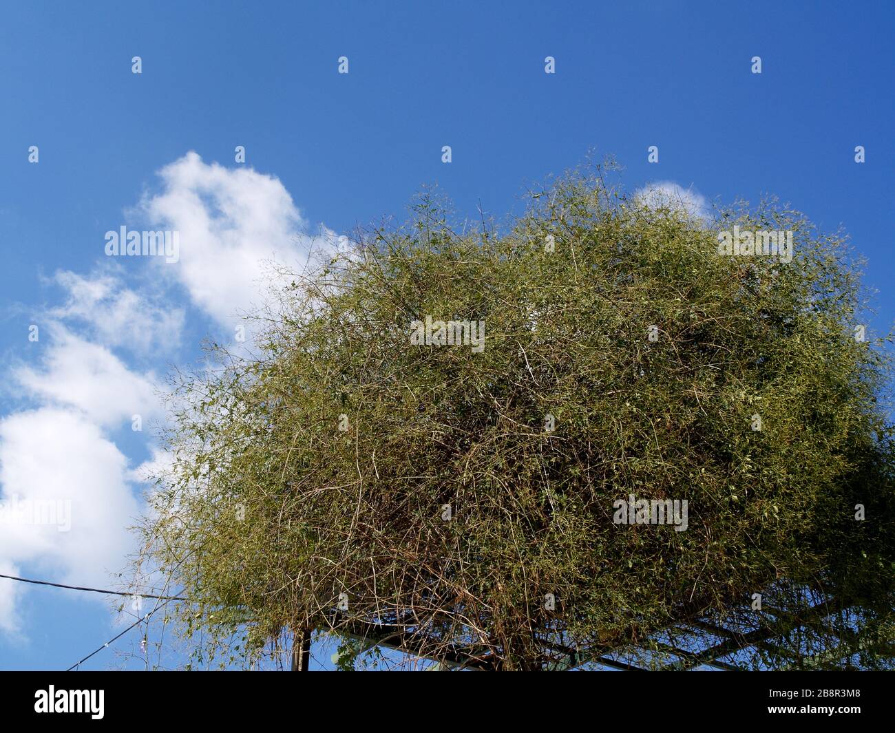 Blue jasmine book cover hi-res stock photography and images - Alamy
