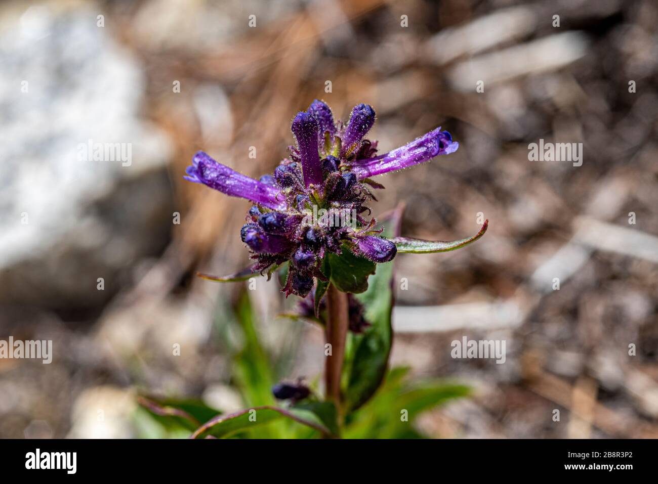 Penstemon heterodoxus hi-res stock photography and images - Alamy