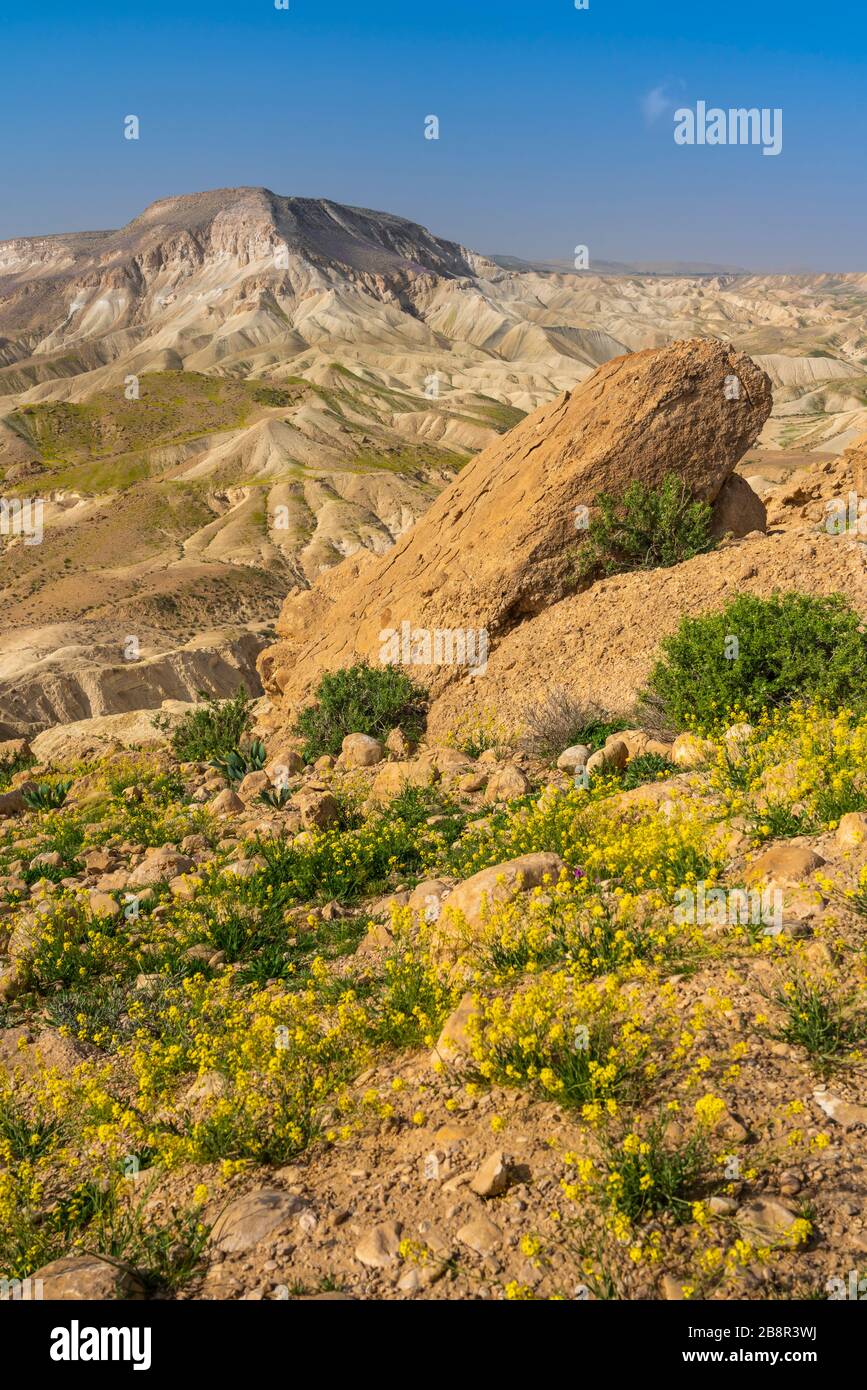 Wildflowers blooming in Ein Avdat National Park, Negev Desert, Israel ...