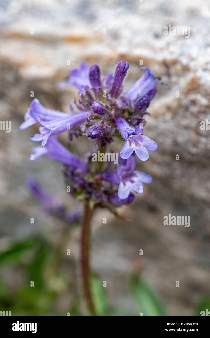 Penstemon heterodoxus hi-res stock photography and images - Alamy