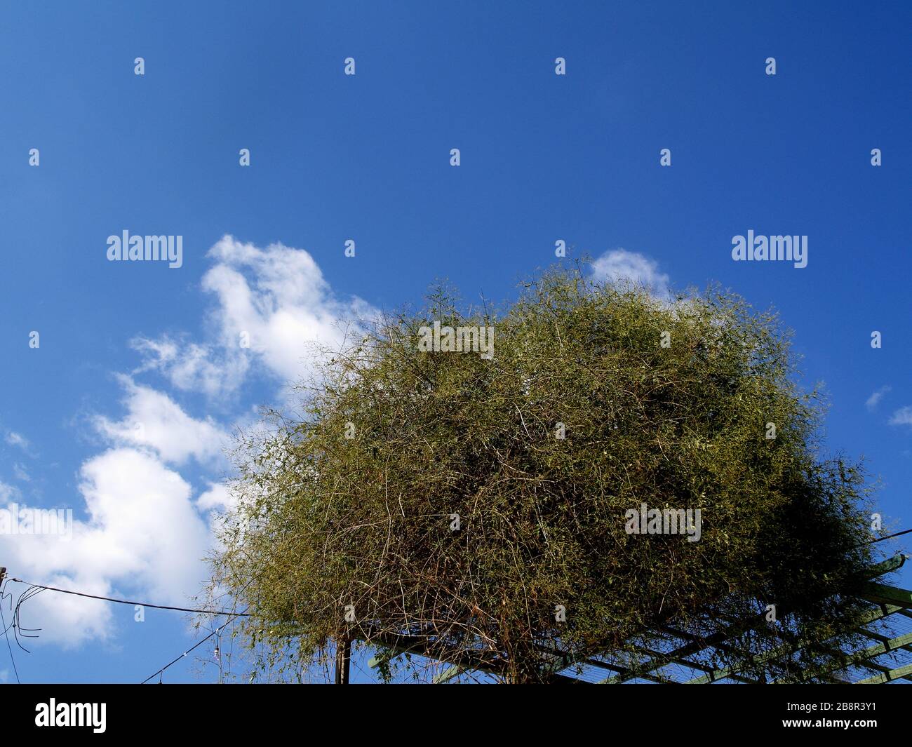 Blue jasmine book cover hi-res stock photography and images - Alamy