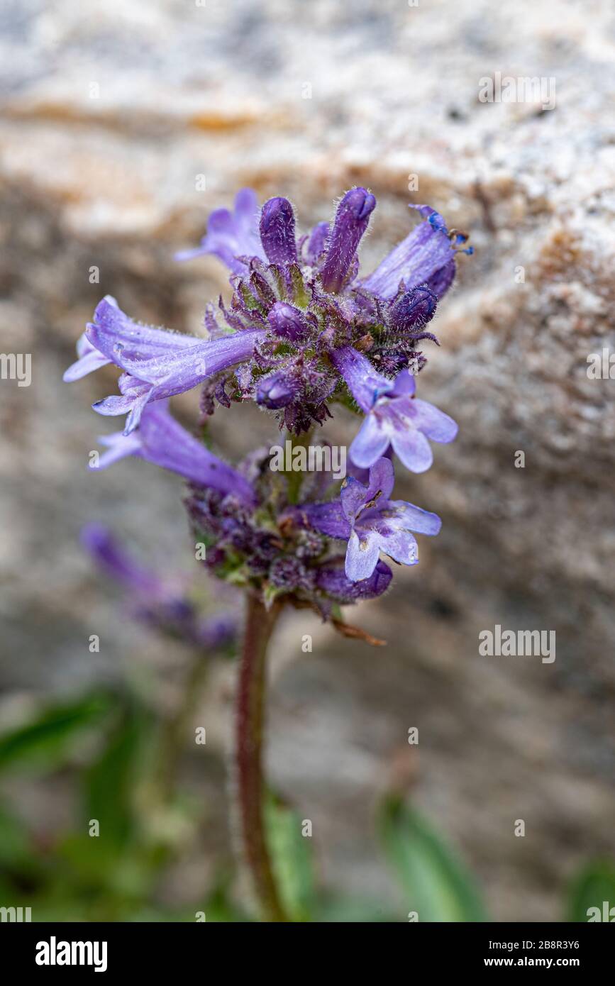 Penstemon heterodoxus, aka sierra beardtongue, grows along the Sierra ...