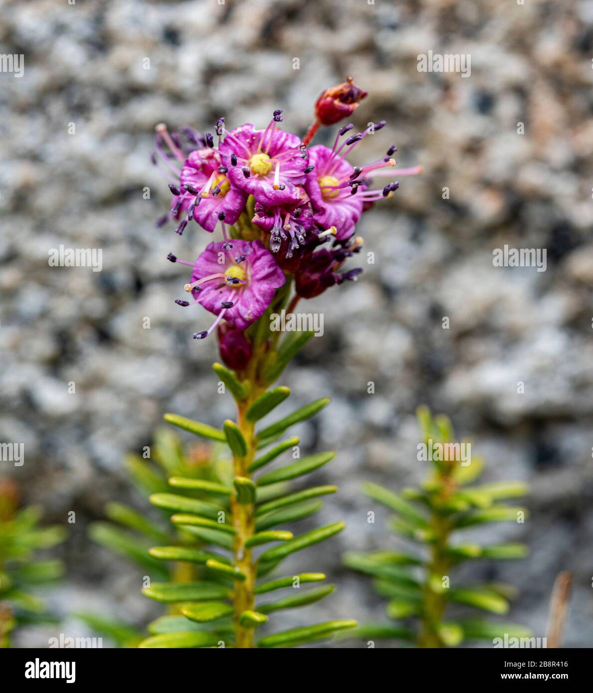Kalmia microphylla, aka Alpine laurel, grows at elevation in the ...