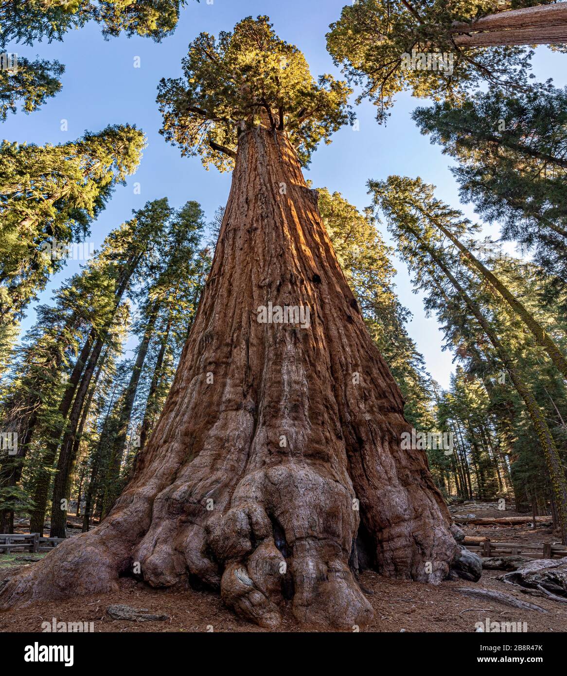 The grand sequoias tower over visitors to Sequoia National Park Stock ...