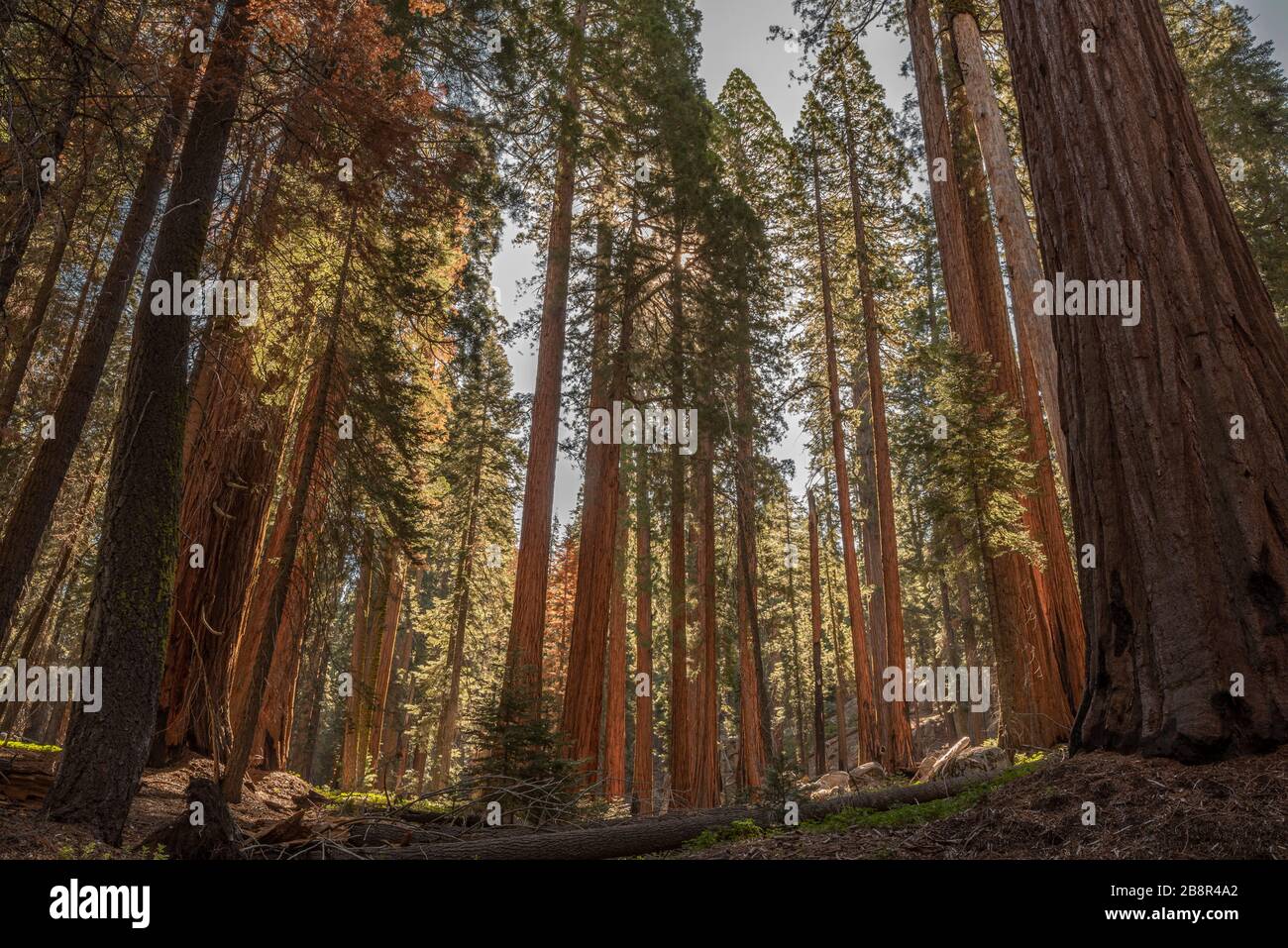 The grand sequoias tower over visitors to Sequoia National Park Stock ...