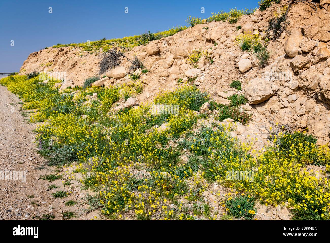 Wildflowers blooming in Ein Avdat National Park, Negev Desert, Israel ...