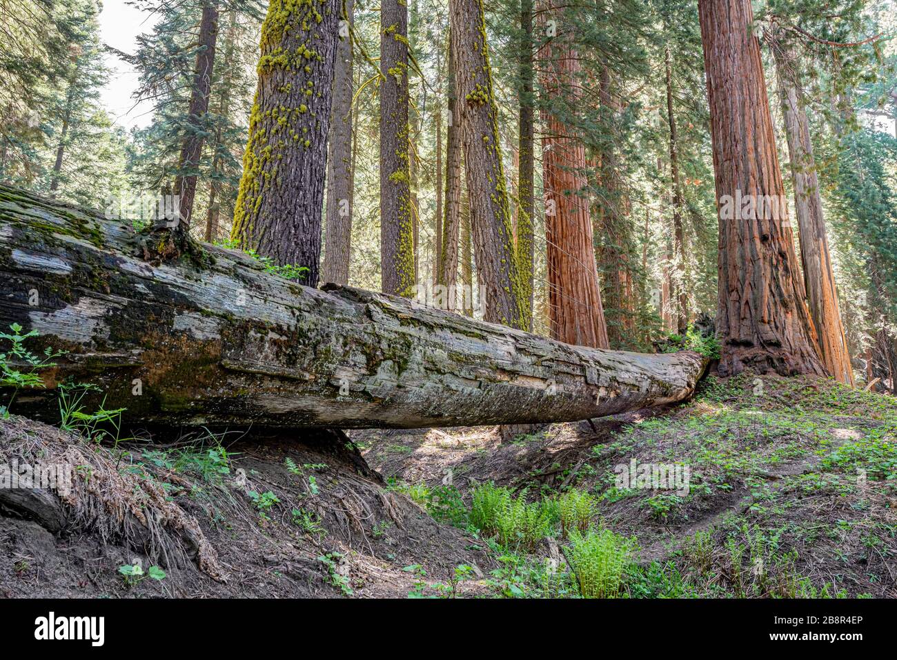The grand sequoias tower over visitors to Sequoia National Park Stock ...