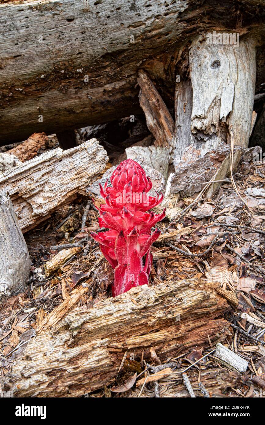 A snow plant, aka sarcodes sanguinea, grows among leaf litter and ...