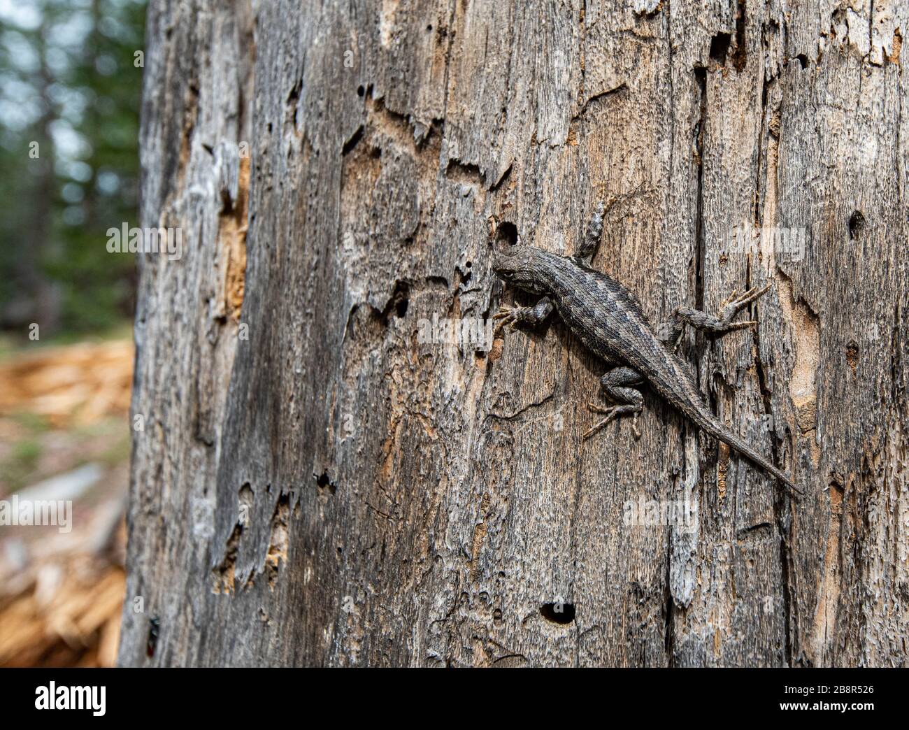 The Sierra Fence Lizard aka Sceloporus occidentalis taylori is a blue ...