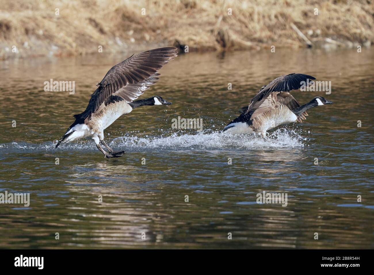 Life cycle of canada geese hi-res stock photography and images - Alamy