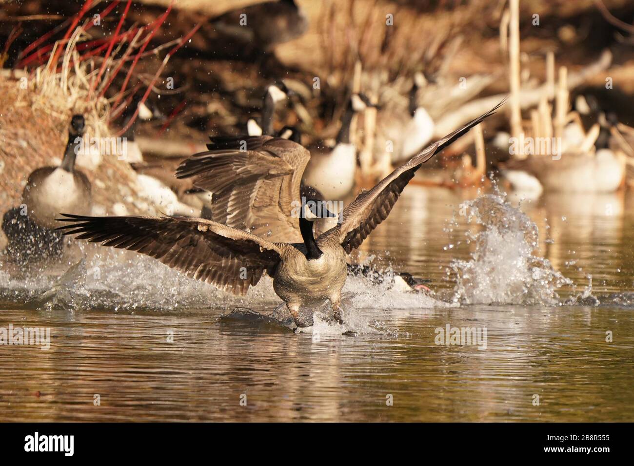 Dead canada geese hi-res stock photography and images - Alamy