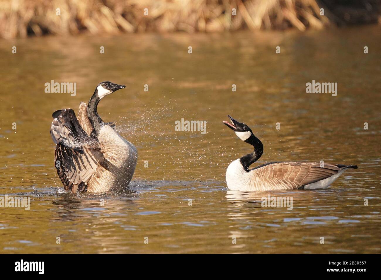 Life cycle of canada goose hi-res stock photography and images - Alamy