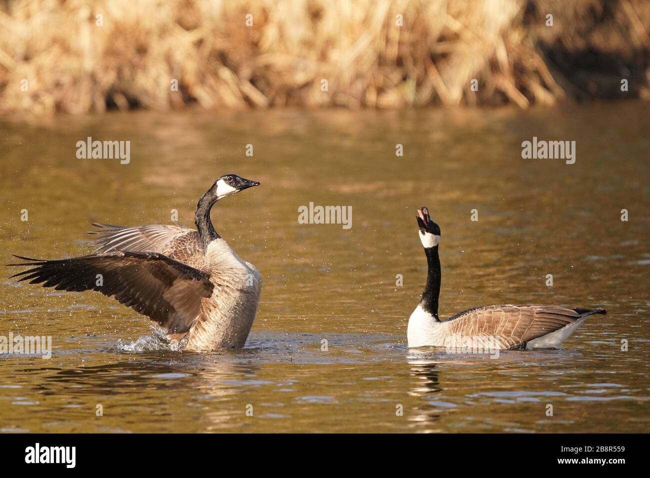 Angry loud honking hi-res stock photography and images - Alamy