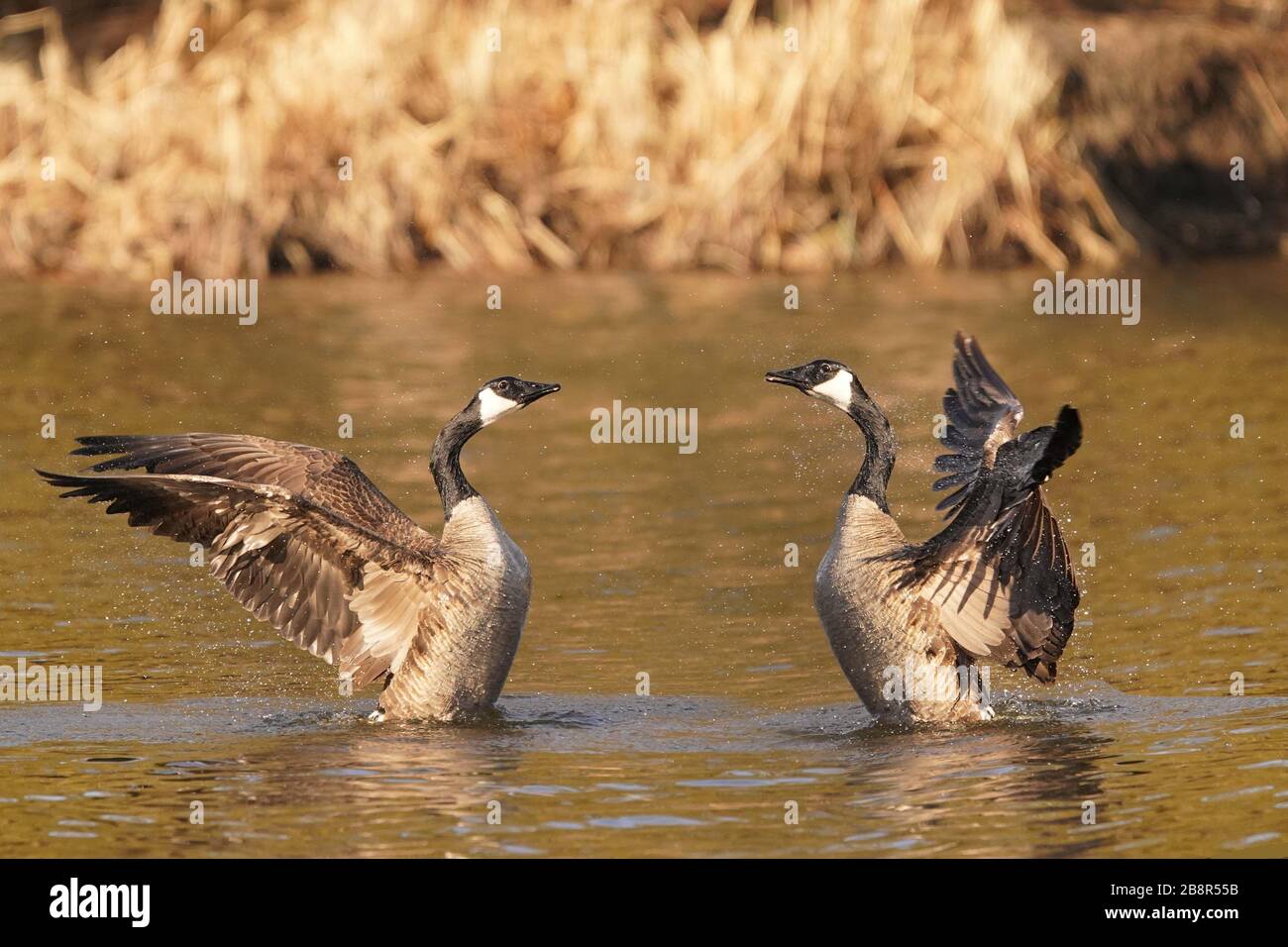 Life Cycle Of Canada Goose High Resolution Stock Photography and Images ...