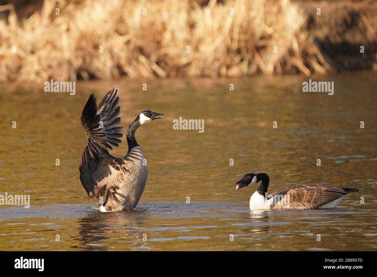 Life cycle of canada goose hi-res stock photography and images - Alamy
