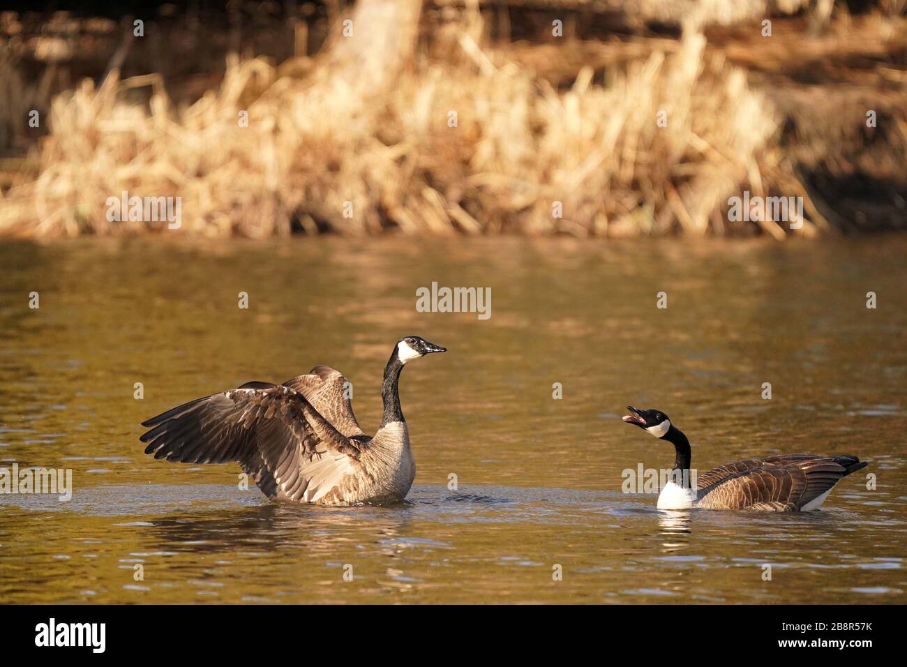 Life Cycle Of Canada Goose High Resolution Stock Photography and Images ...