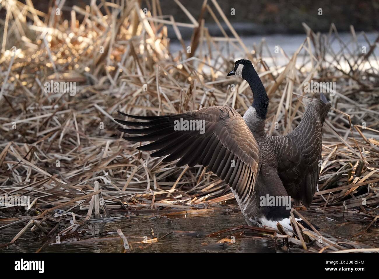 Life Cycle Of Canada Goose High Resolution Stock Photography and Images ...