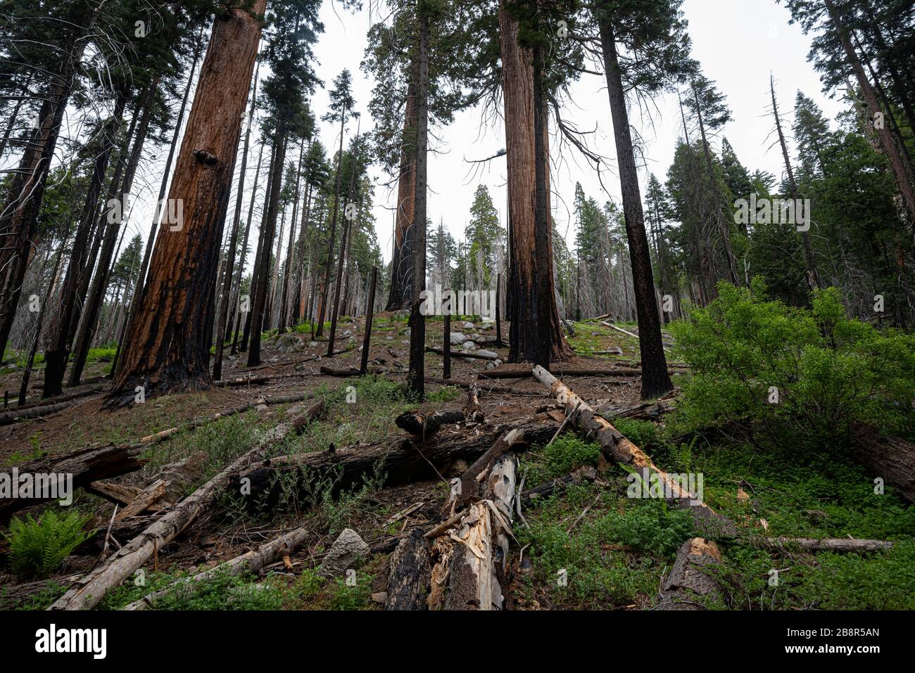 The grand sequoias tower over visitors to Sequoia National Park Stock ...
