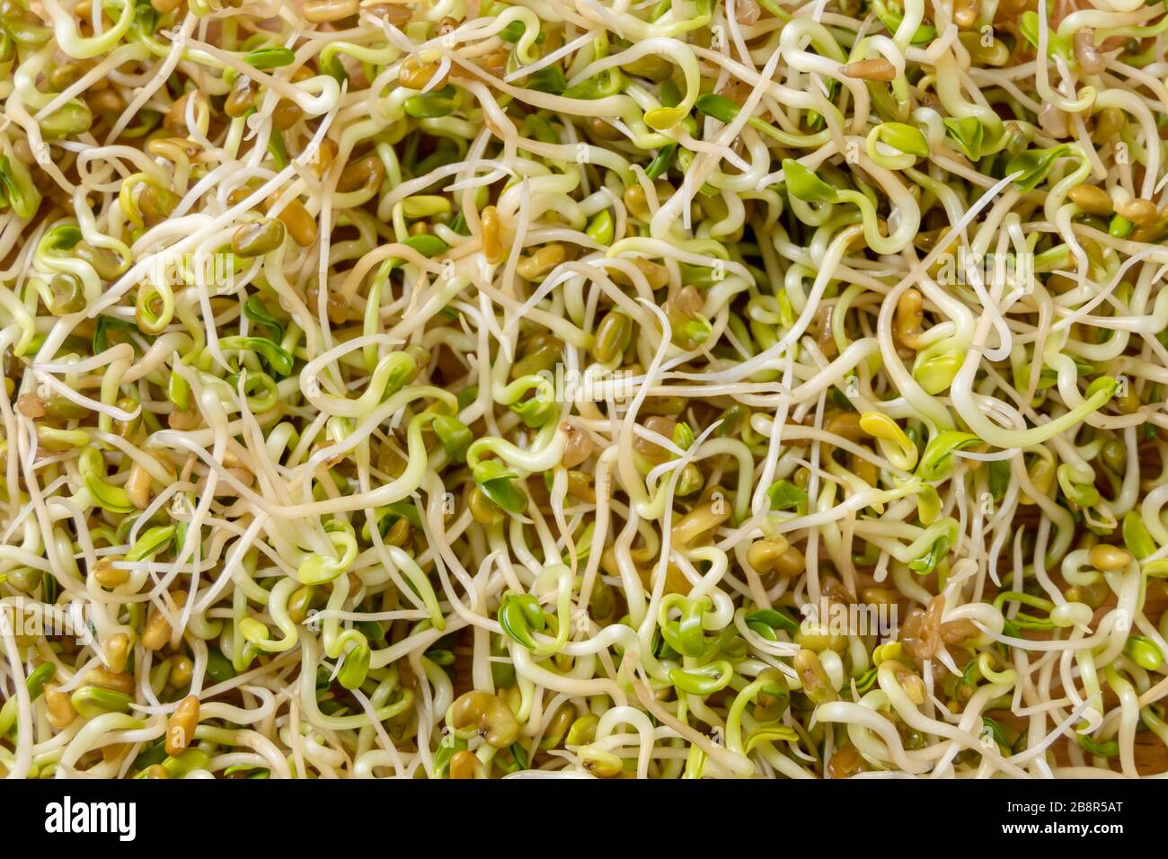 radish sprouts texture background. nutrition. bio. natural food ...