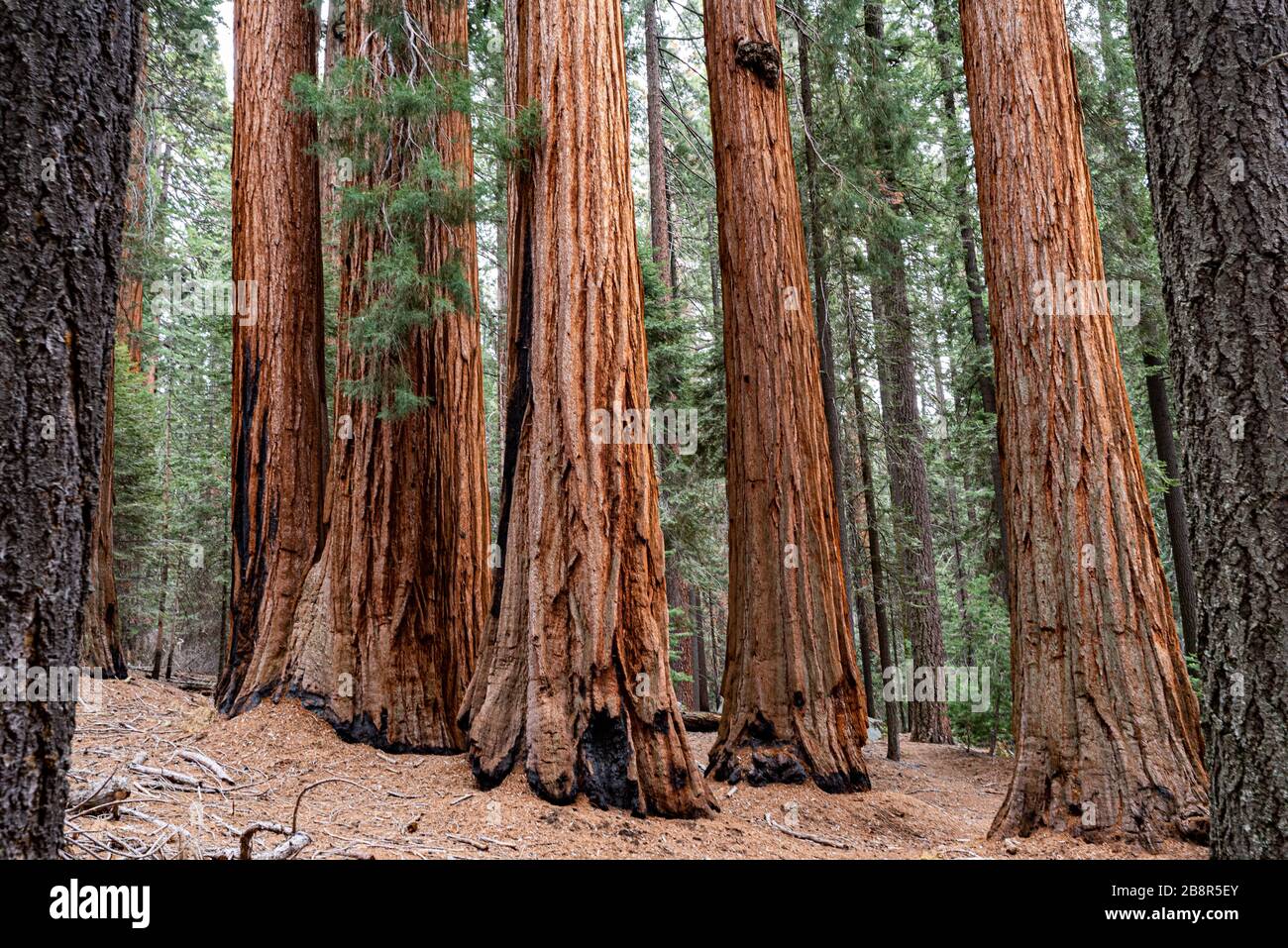 The grand sequoias tower over visitors to Sequoia National Park Stock ...