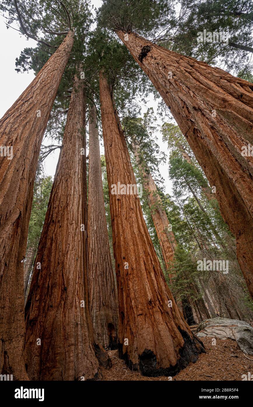 The grand sequoias tower over visitors to Sequoia National Park Stock ...