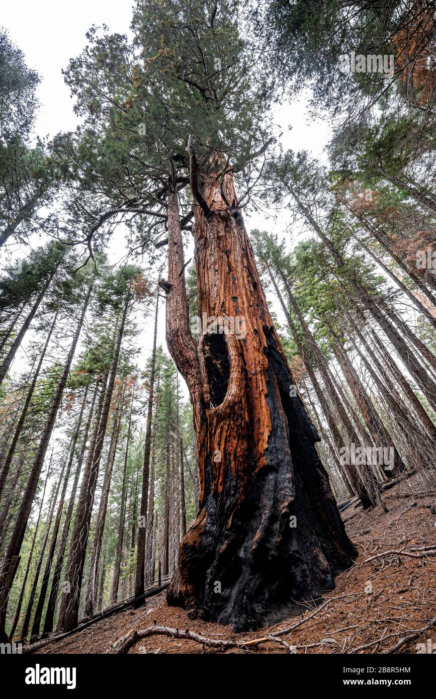 The grand sequoias tower over visitors to Sequoia National Park Stock ...