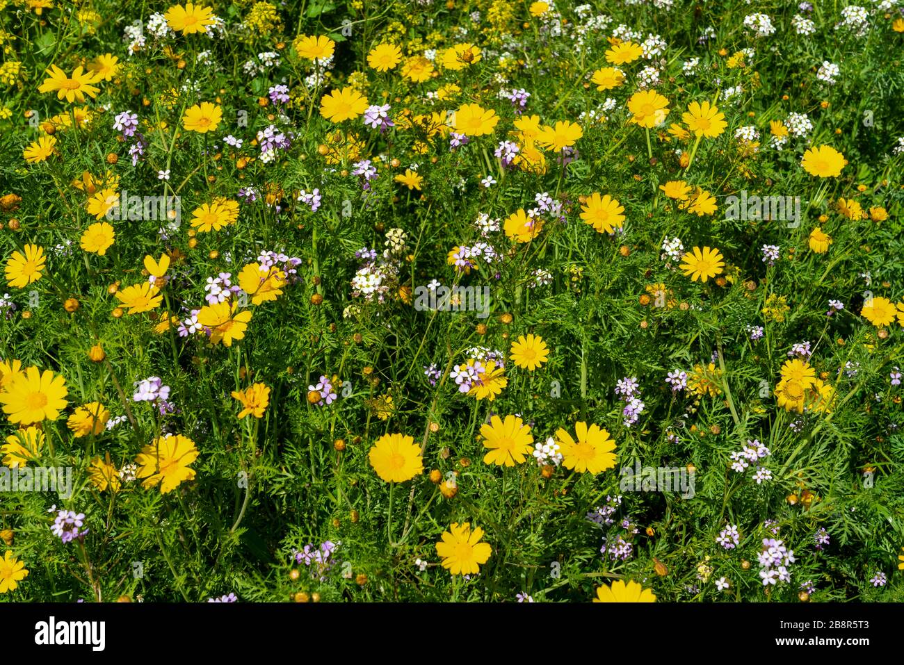 Crown daisy and yellow mustard flowers in the Be'eri Forest, Negev ...