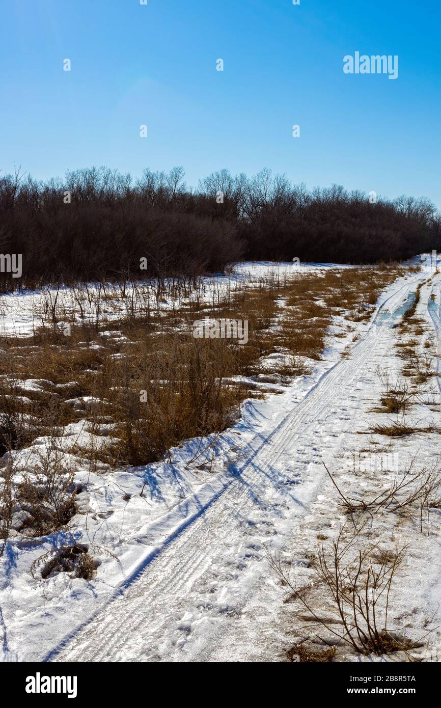 Deciduous trees waking up from a long winters hibernation while they ...