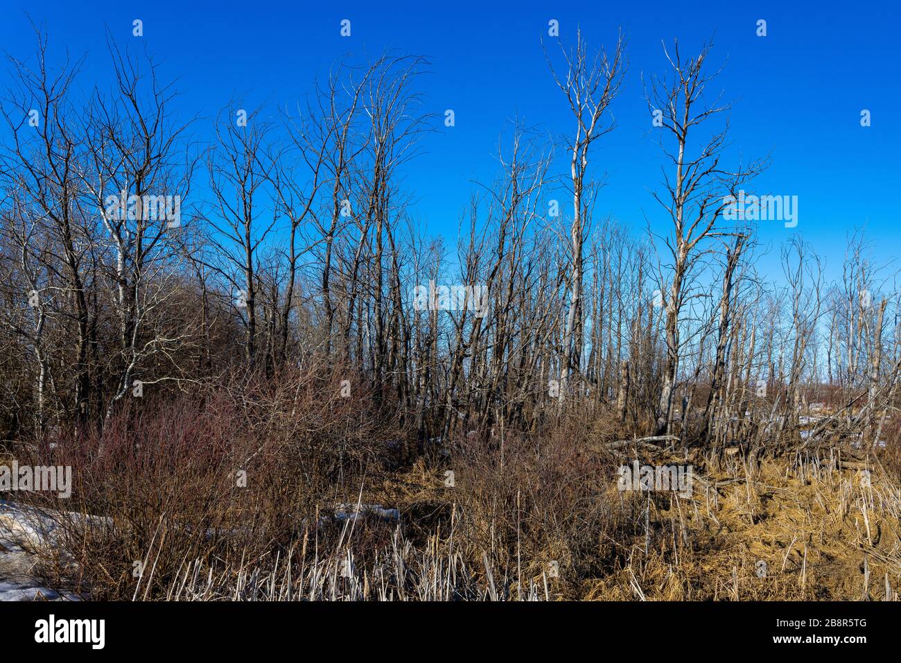 Deciduous trees waking up from a long winters hibernation while they ...