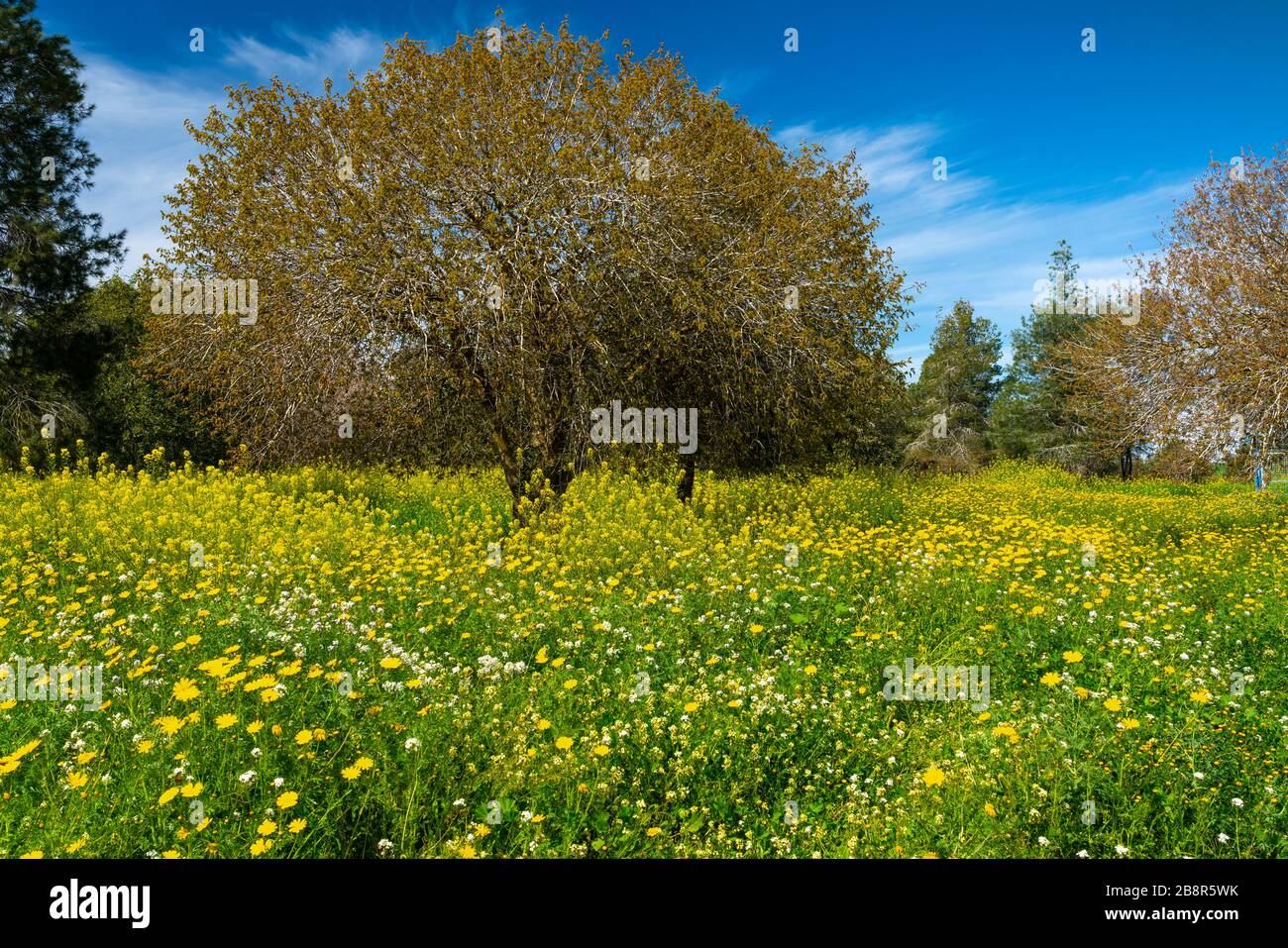 Crown daisy and yellow mustard flowers in the Be'eri Forest, Negev ...