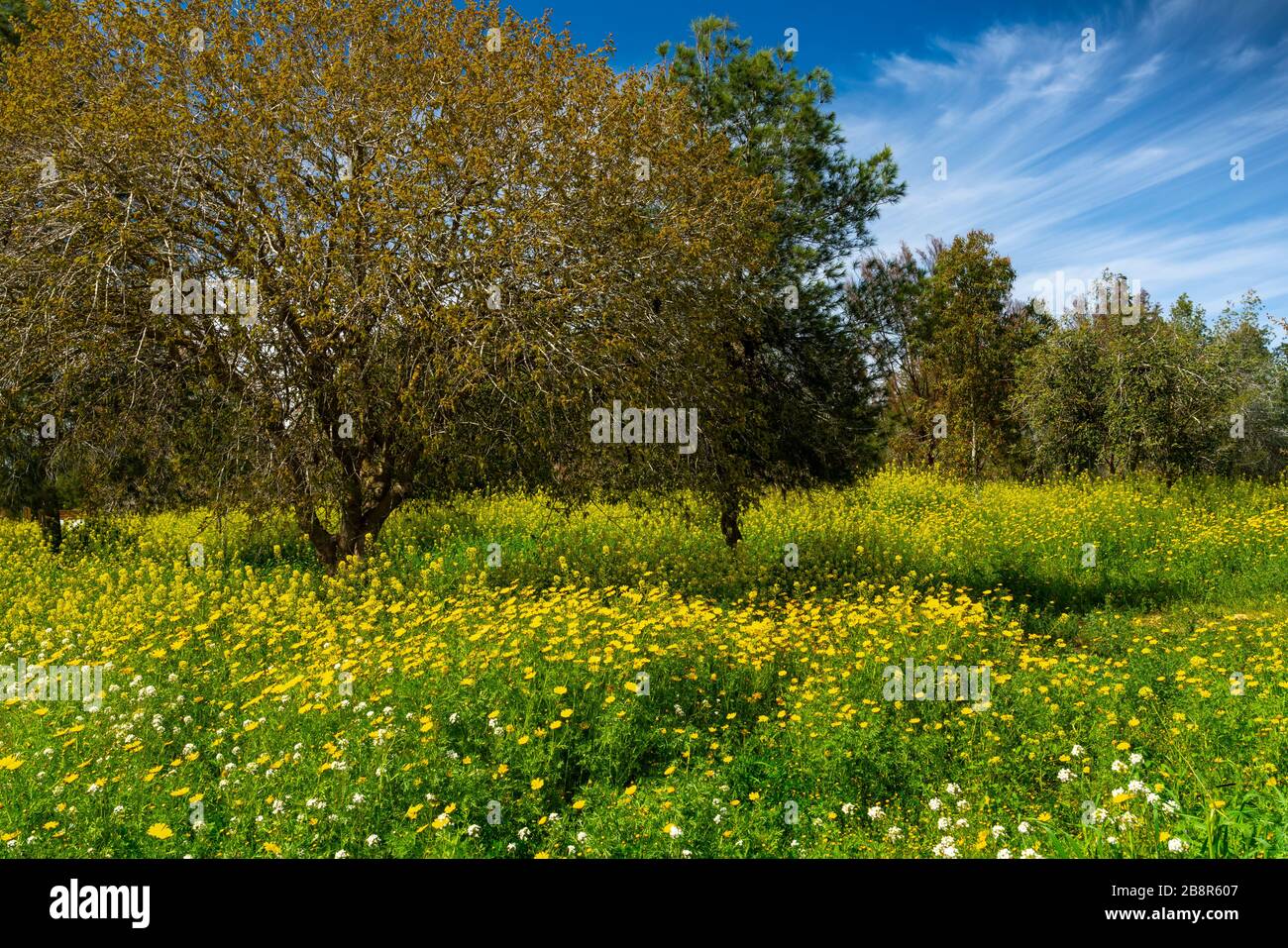 Crown daisy and yellow mustard flowers in the Be'eri Forest, Negev ...
