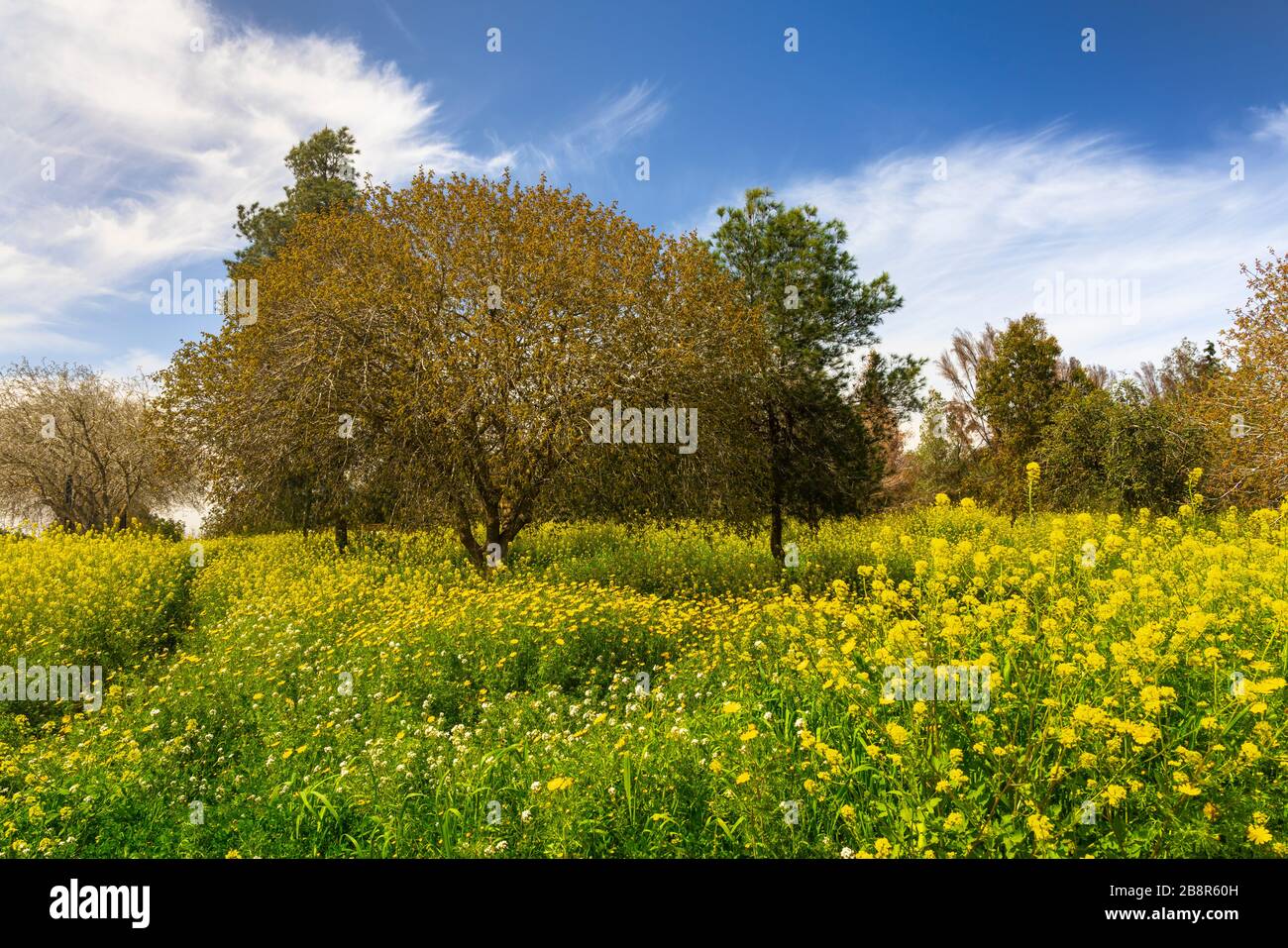 Crown daisy and yellow mustard flowers in the Be'eri Forest, Negev ...