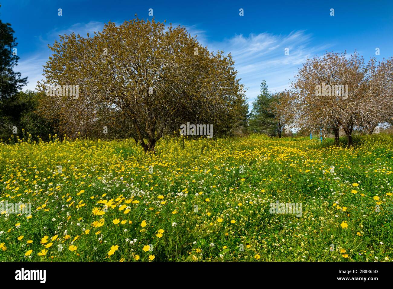 Beeri Forest High Resolution Stock Photography and Images - Alamy