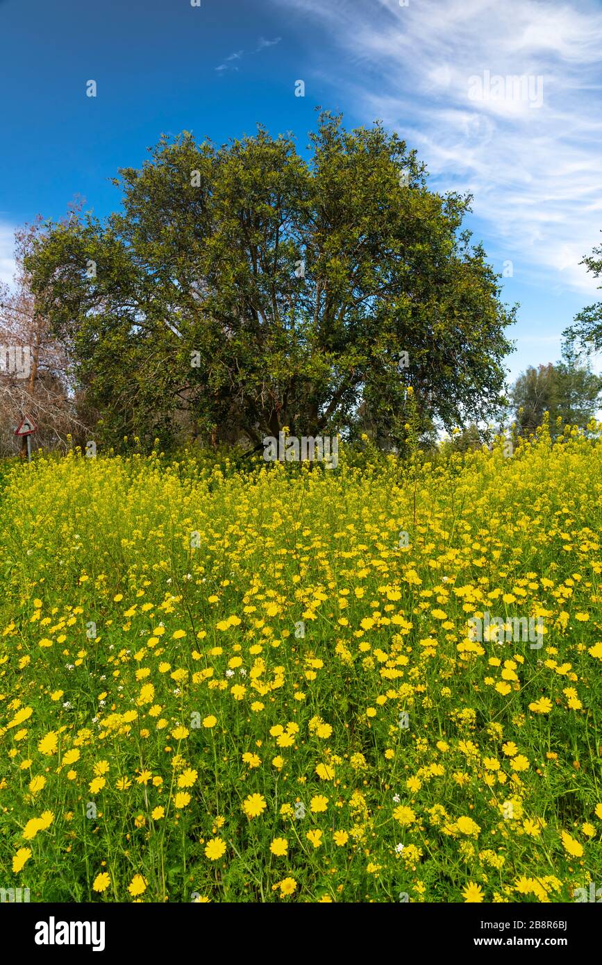 Crown daisy and yellow mustard flowers in the Be'eri Forest, Negev ...
