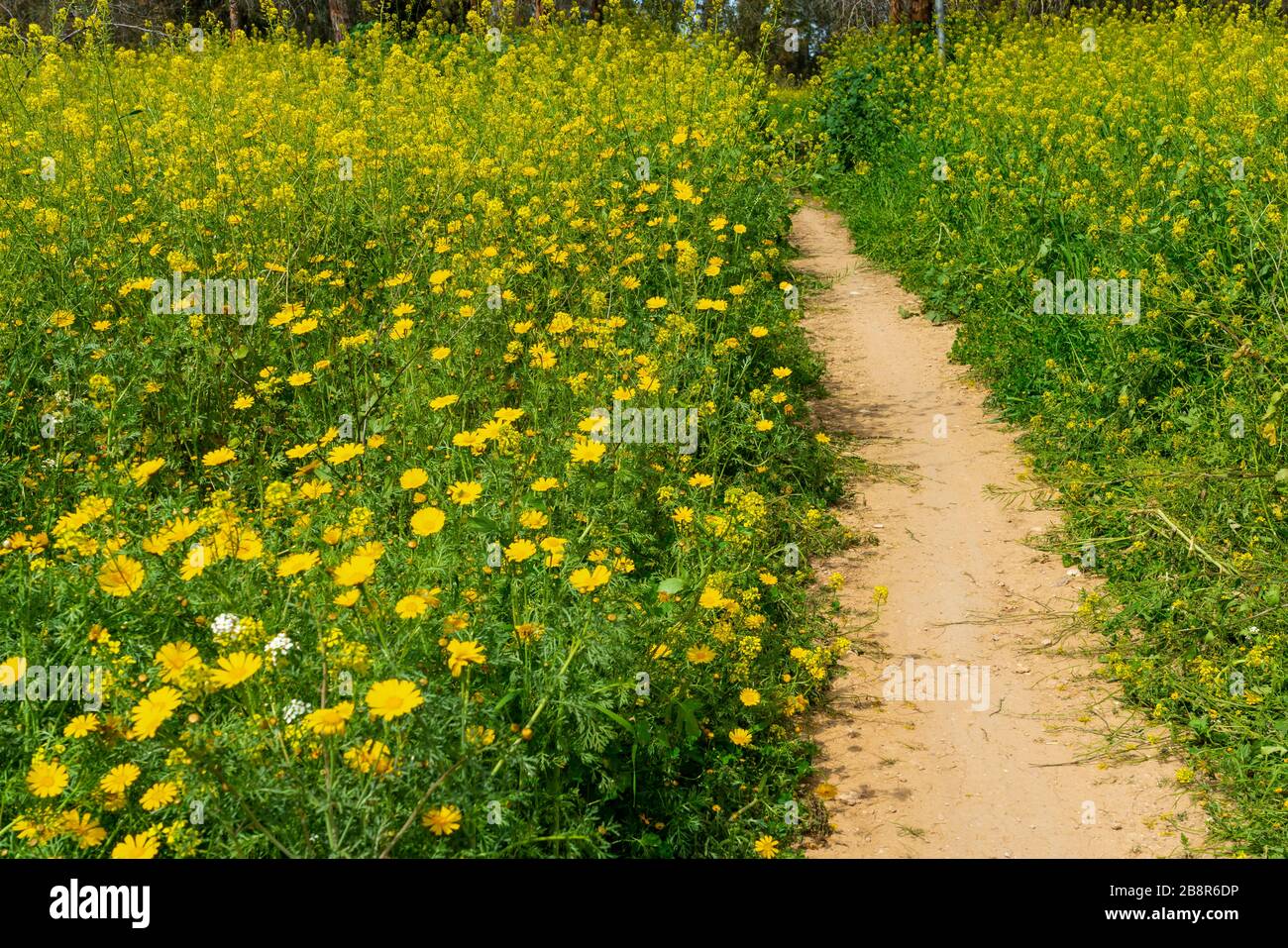 Crown daisy and yellow mustard flowers in the Be'eri Forest, Negev ...