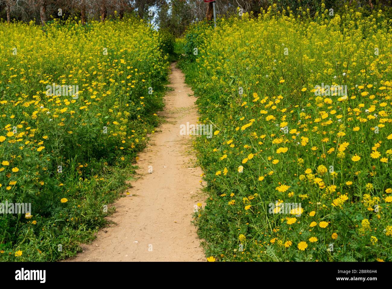 Crown daisy and yellow mustard flowers in the Be'eri Forest, Negev ...