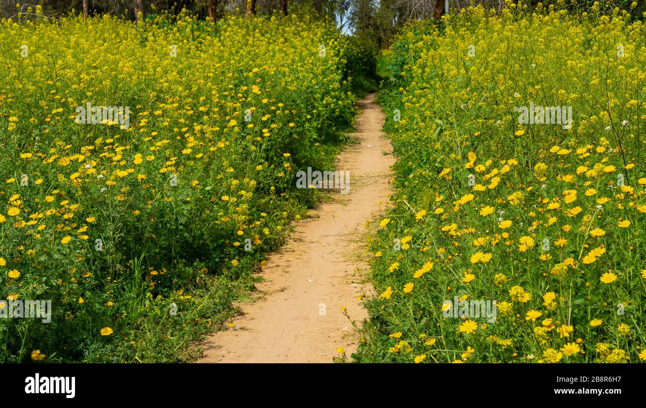 Crown daisy and yellow mustard flowers in the Be'eri Forest, Negev ...